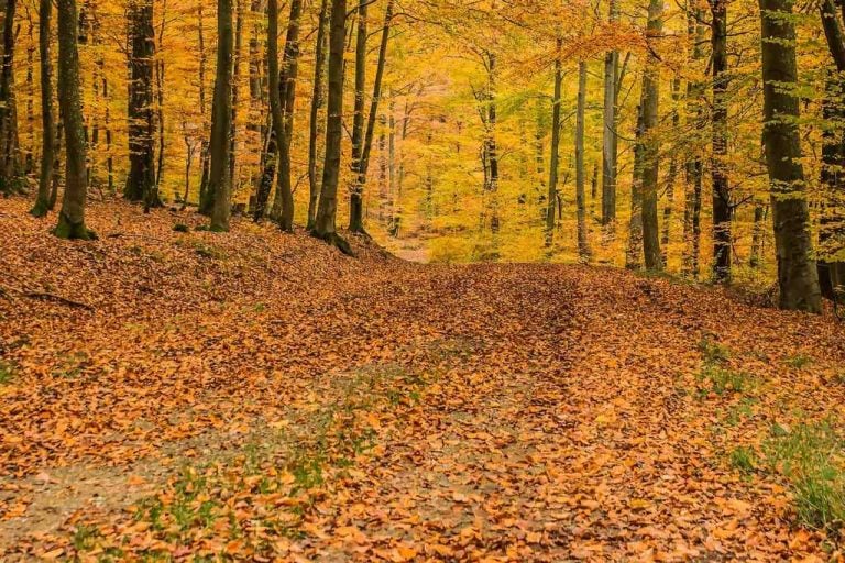 Forests, National Parks & Wildlife Species Found in India