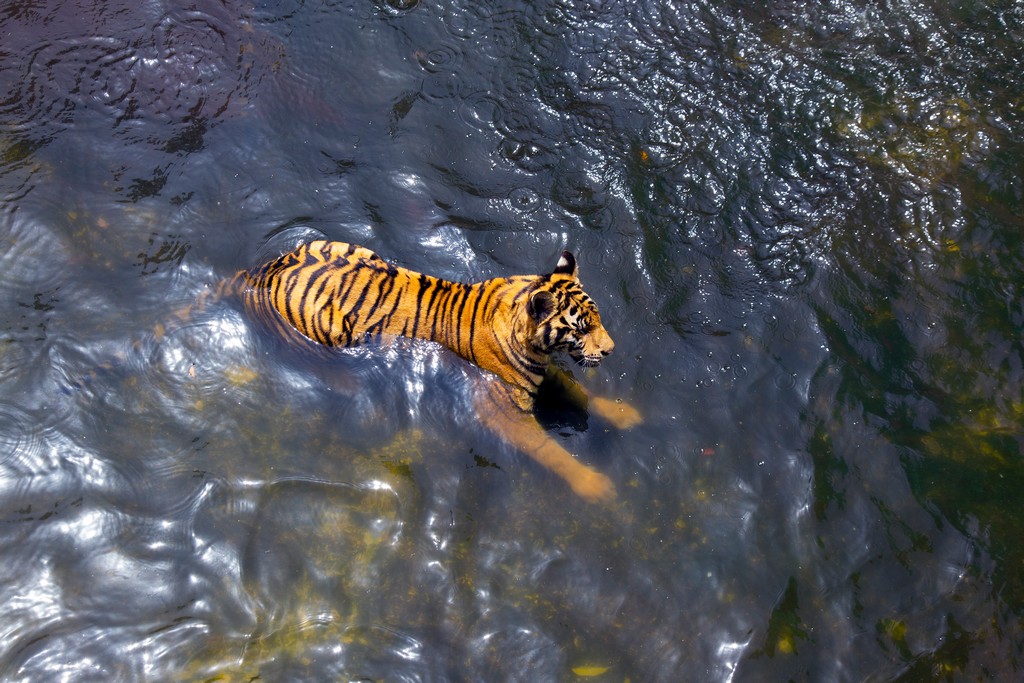 Bengal Tiger Underwater