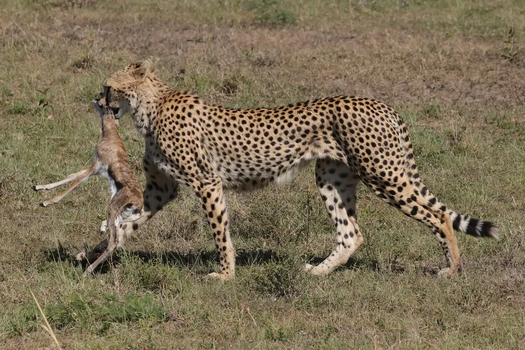 Cheetah in India - Mastering the Chase & Speed Techniques