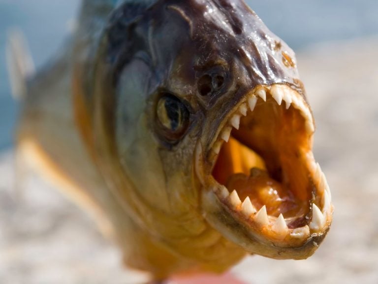 9 Types of Specialized Teeth Animals Use to Hunt and Kill