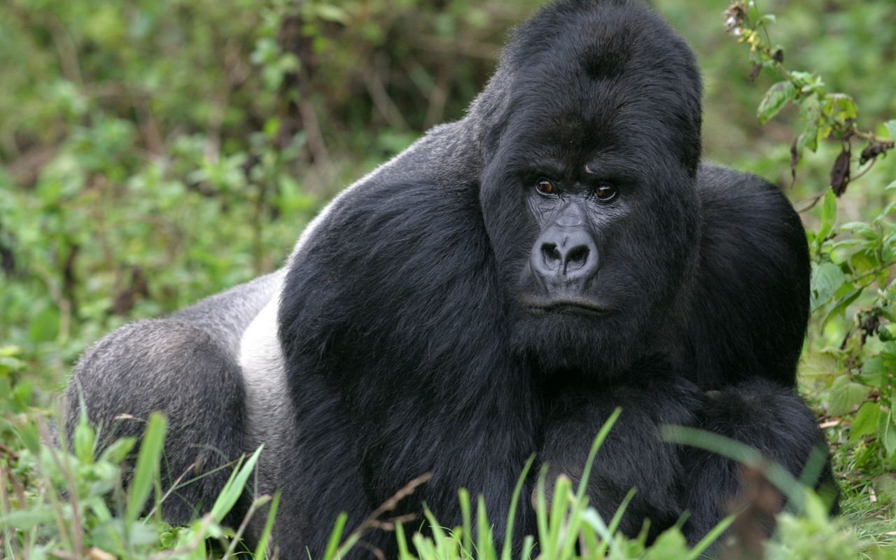 7 Unique Primates of the World: Fascinating and Unusual Species