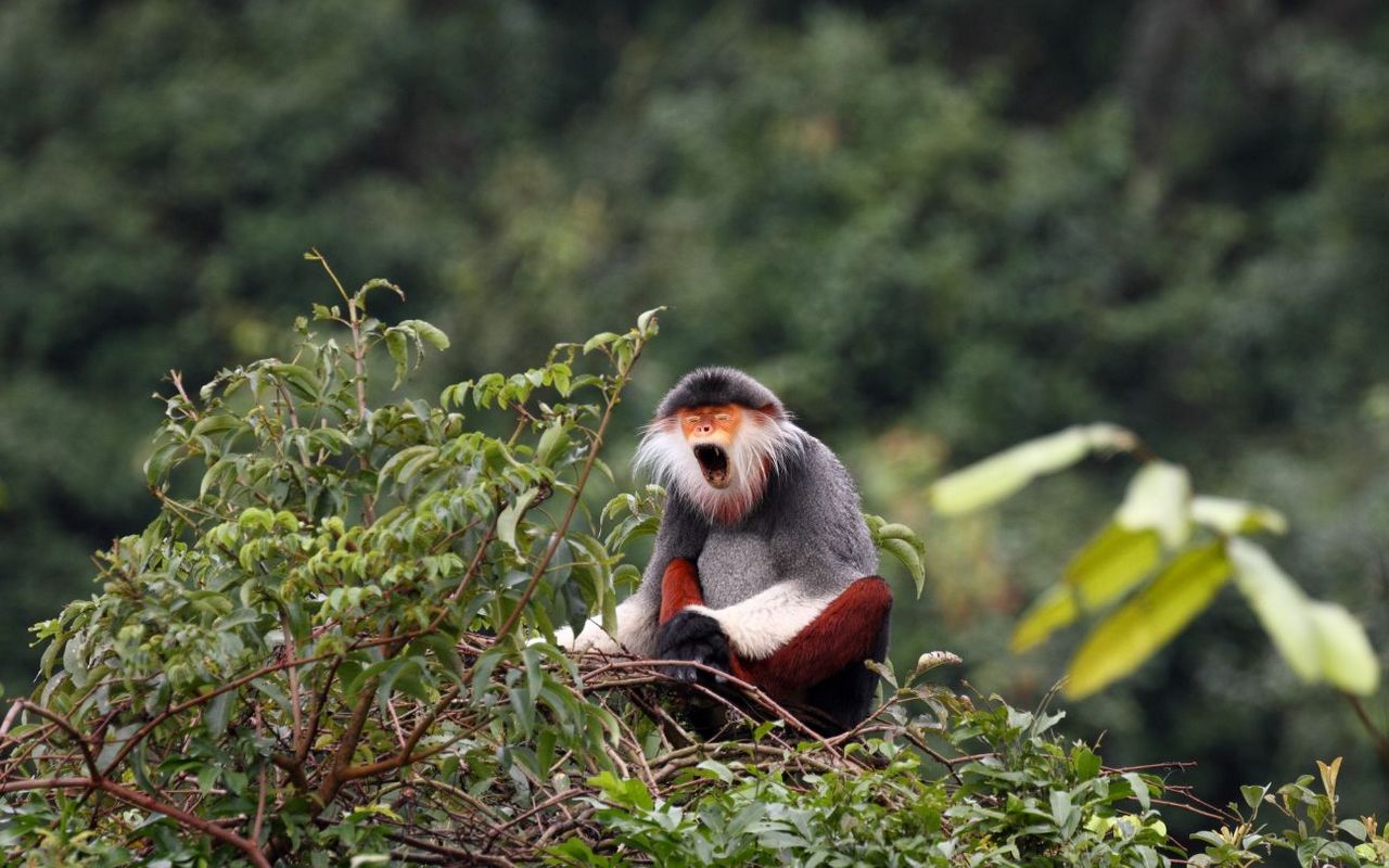 7 Unique Primates of the World: Fascinating and Unusual Species
