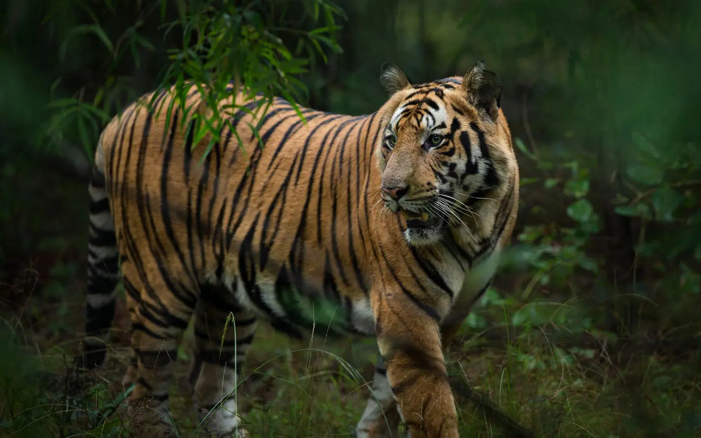 Madhya Pradesh, 09 Tiger Reserve: A Wildlife Heaven of India