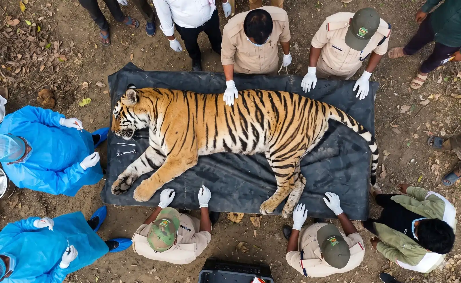 Communicable animal diseases | Tragic Death of Tigers